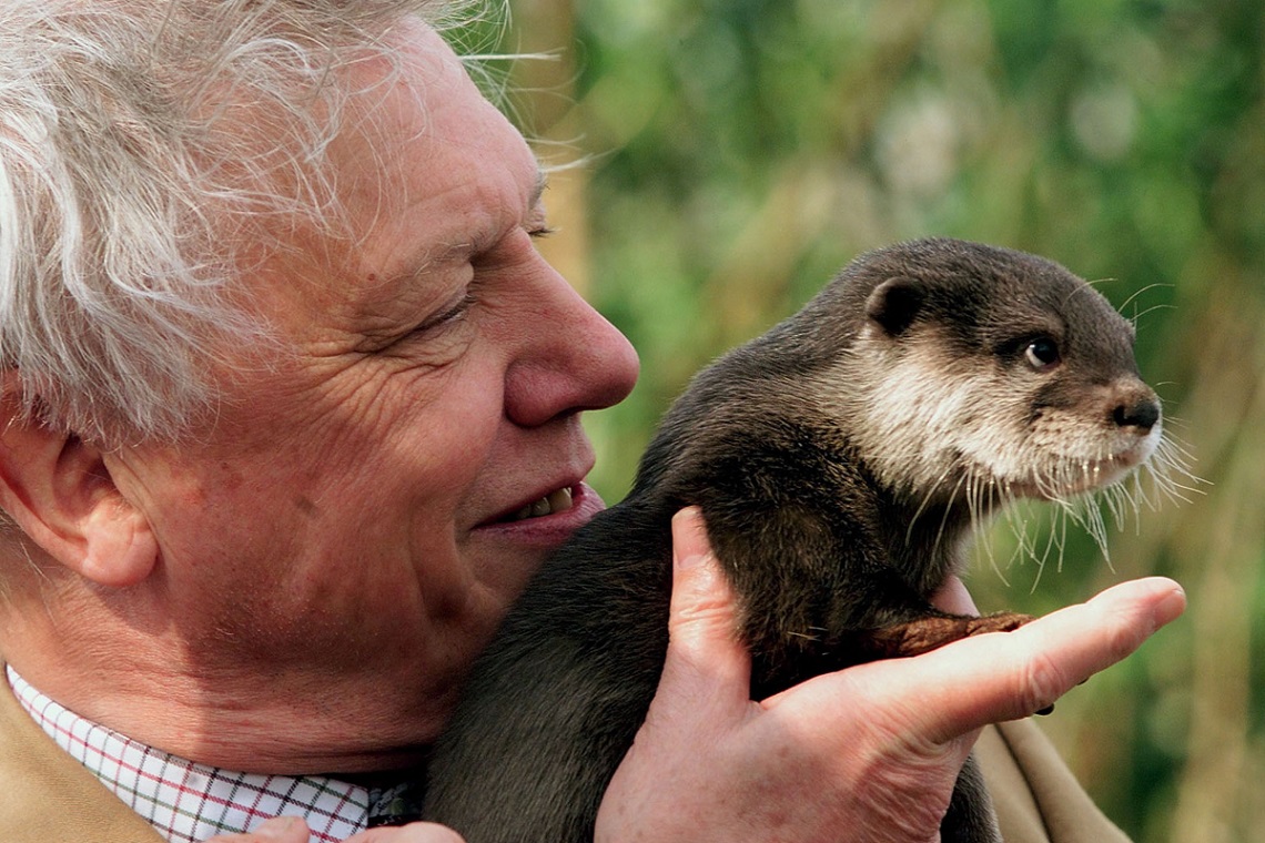 David Attenborough 100th Birthday Countdown Clock